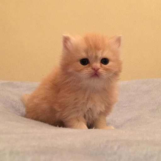 All About Shirazi cat Origins - Characteristics - Types - Caring ...