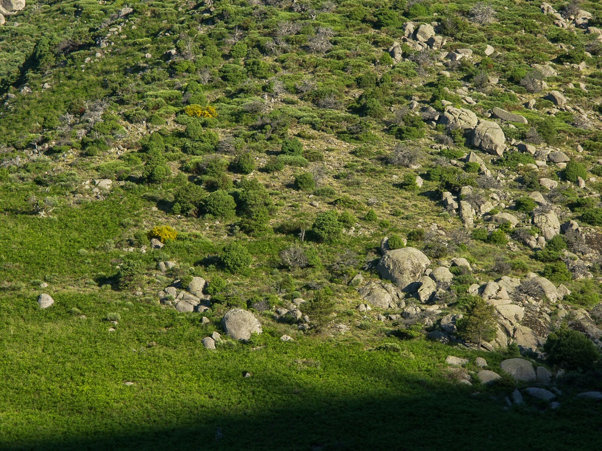 ALMANAQUE NATURAL: Los Encinares de Gredos