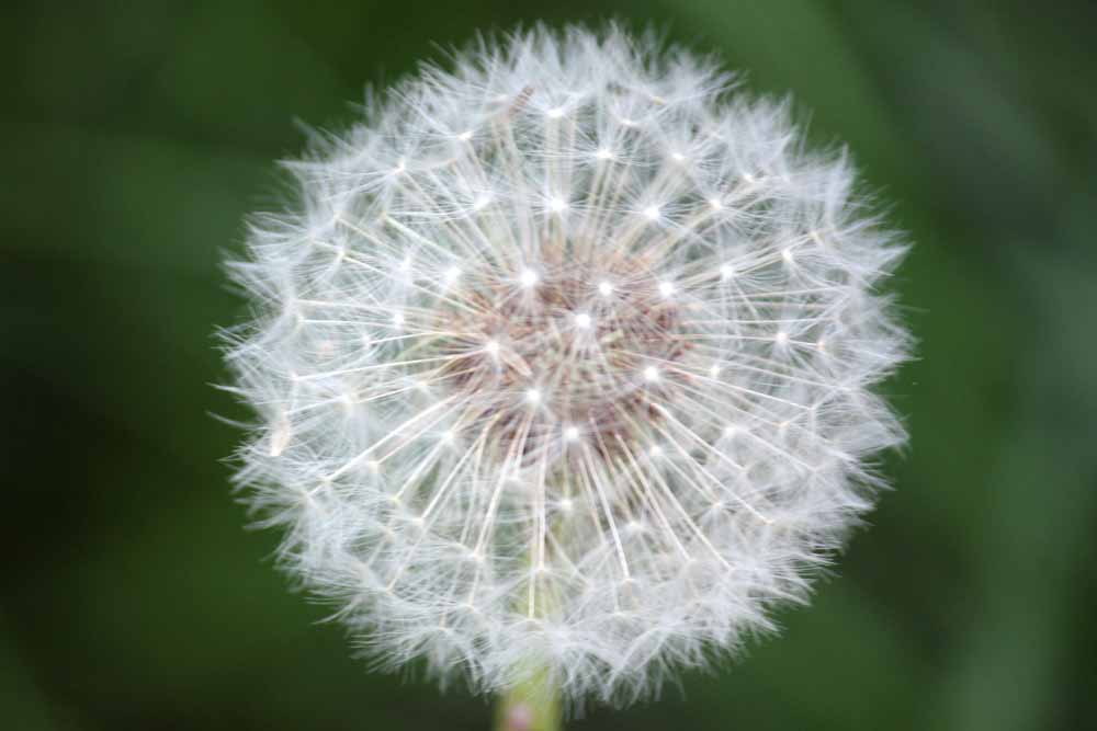Meditation a Path to Healing: Death and Dandelions
