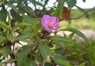 ALAM TUMBUHAN: KELUARGA SENDUDUK / SENDUDUKIA [Melastomataceae family ...