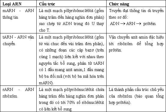 ADN - axít nuclêic