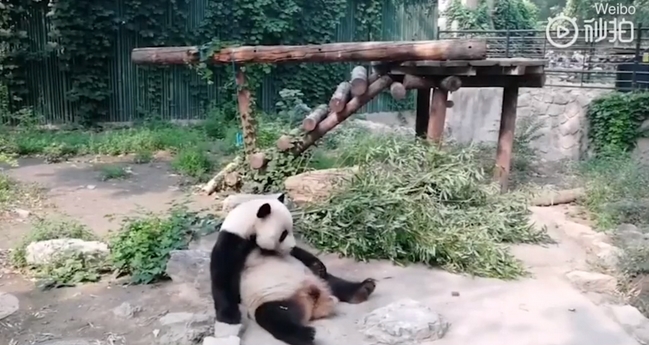 White Wolf : Tourists filmed throwing rocks at giant panda in chinese zoo