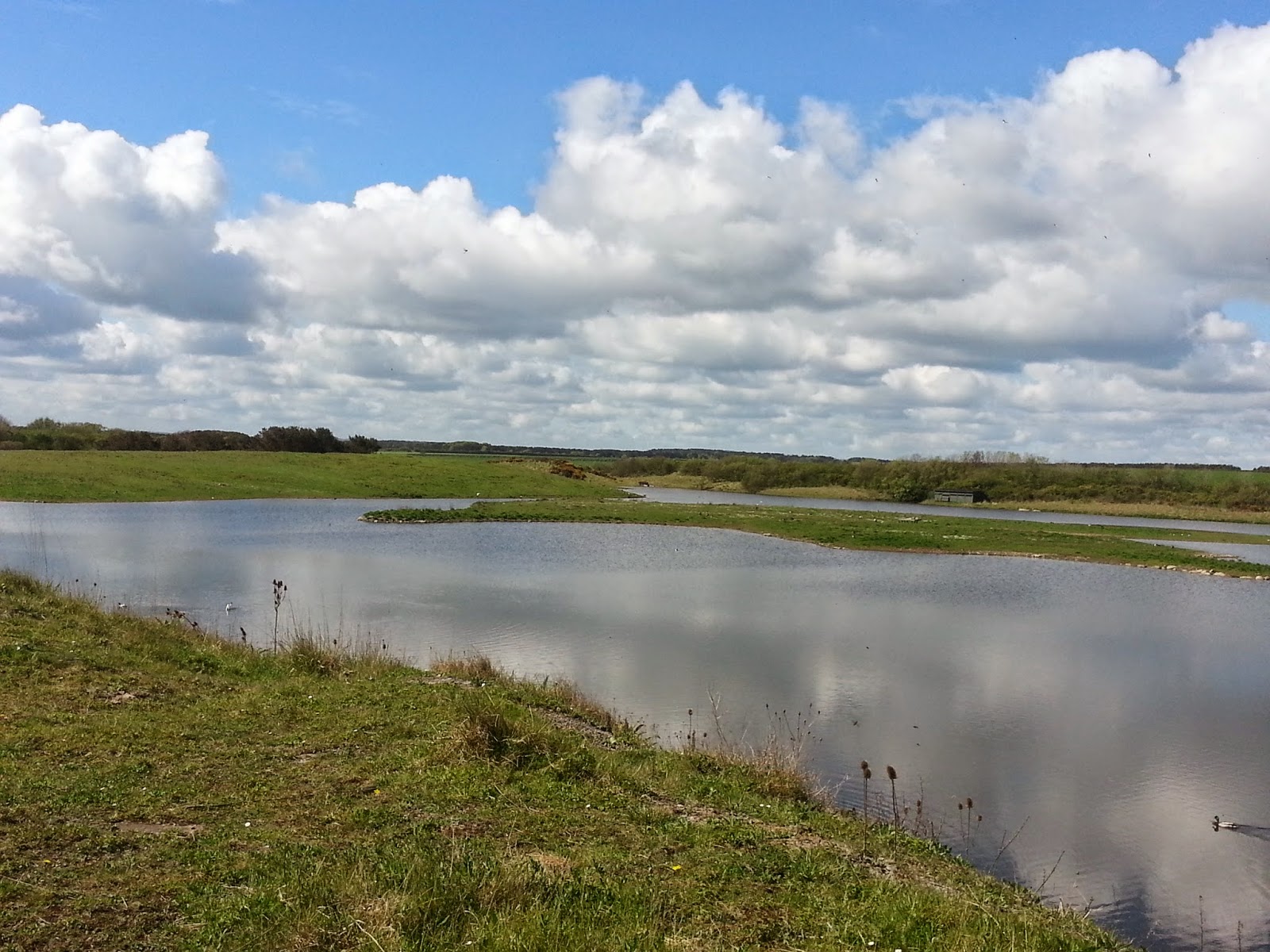 Musings from The White Room: Hauxley to Amble Circular Walk