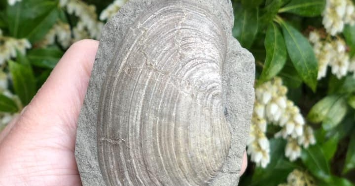 FOSSIL HUNTRESS: PANOPEA ABRUPTA OF CLALLAM