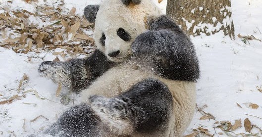 White Wolf : Rare footage of giant pandas wrestling in the wild (Video)