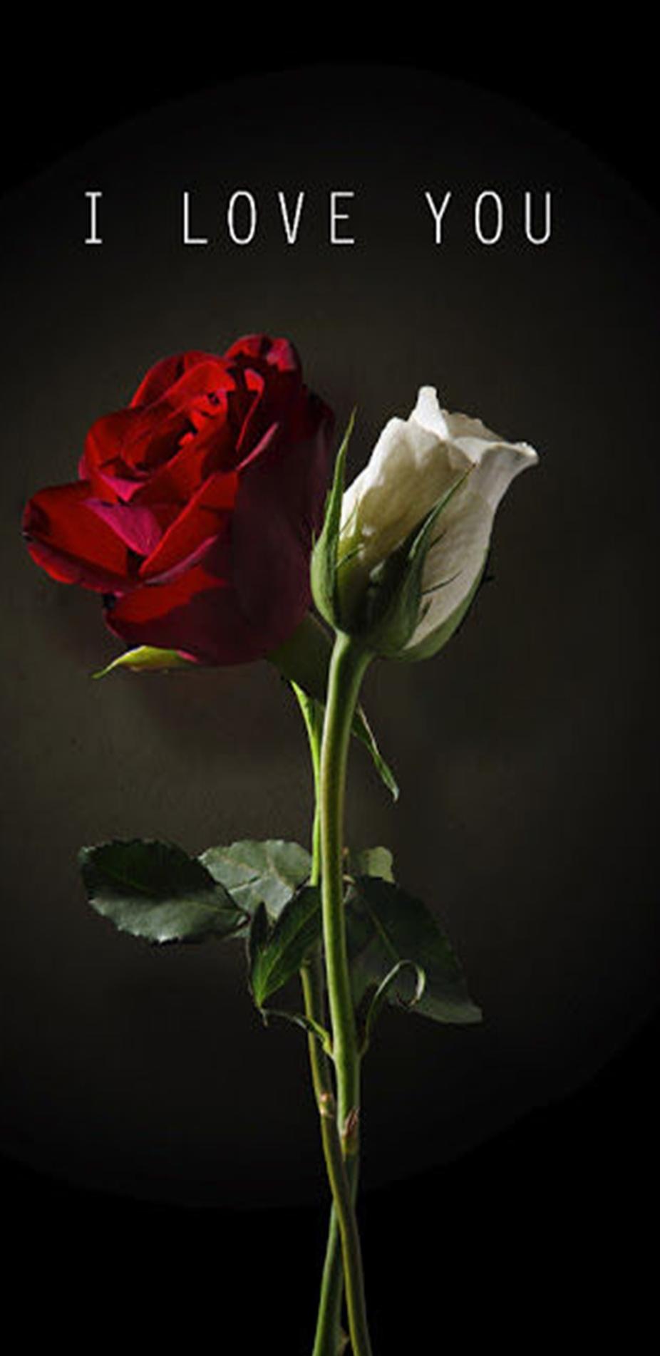 I Love You DP Images HD for Mobile iPhone Wallpapers | Wallpaper DP