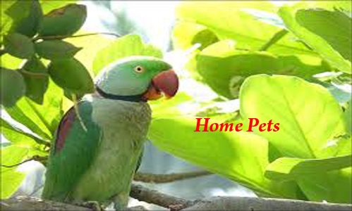 Home Pets Page: Home Pets - About the Parrot