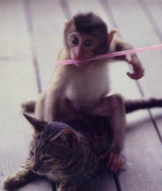 Omel Omelan: Baru aku tahu kucing dengan beruk/monyet boleh get along