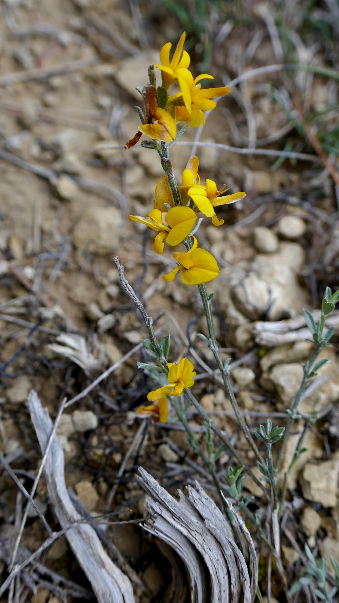 Variety of Life: Genisteae