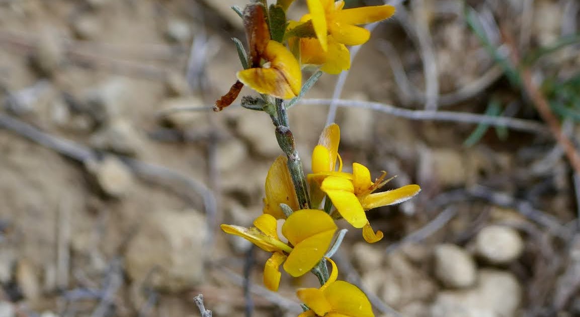 Variety of Life: Genisteae