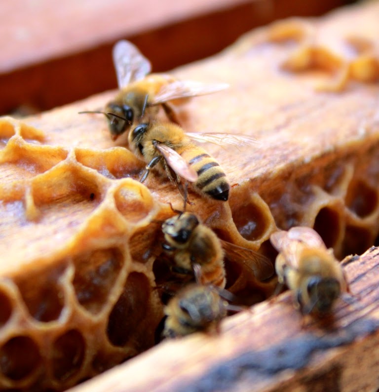 悬心夜: Penang Bee Gallery