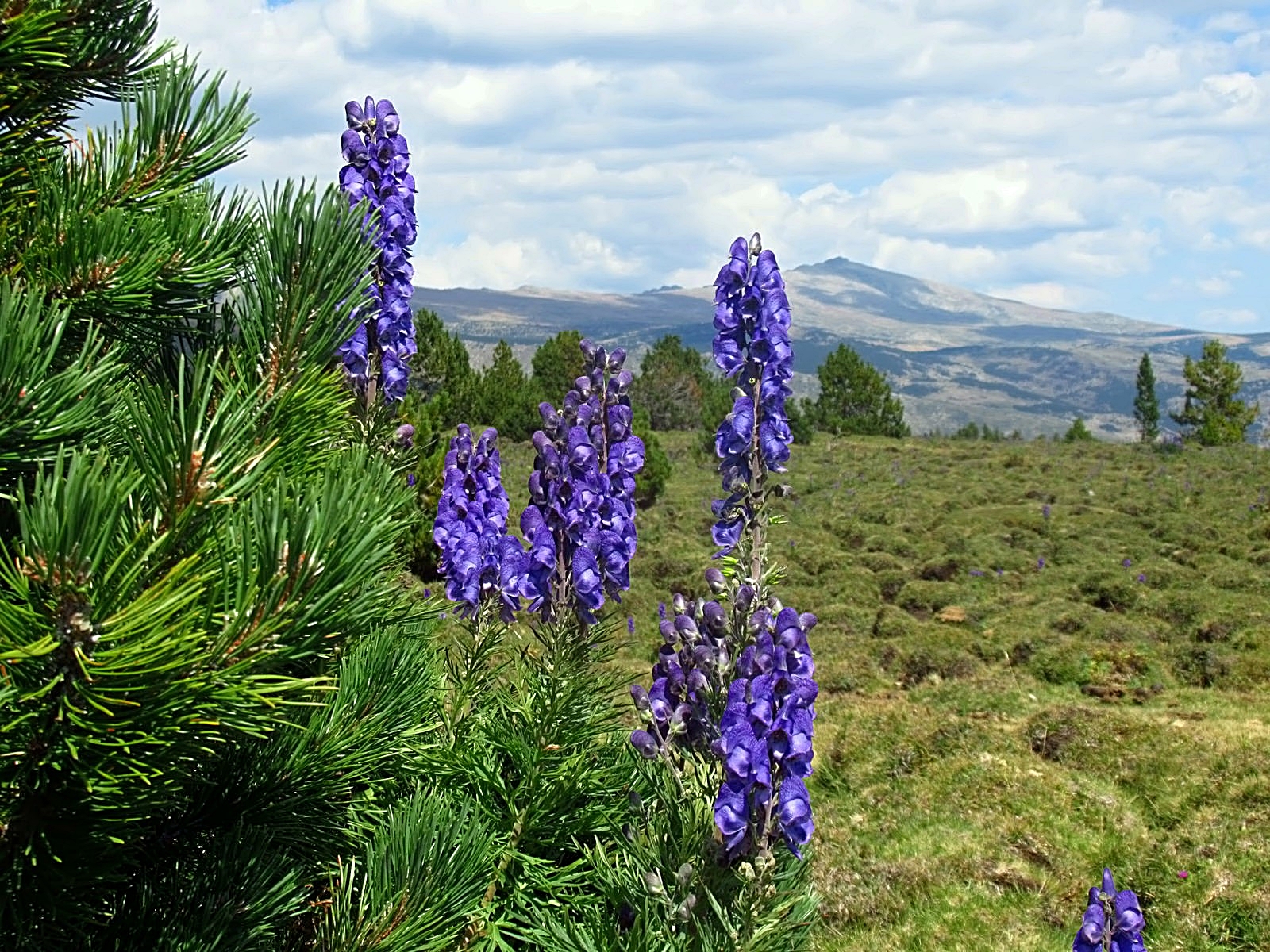 NATURA VIVA: TORA BLAVA (Aconitum apellus)