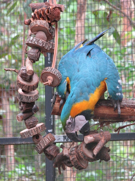 Parrot Behaviour & Enrichment Consultations: CWS Companion Parrot ...