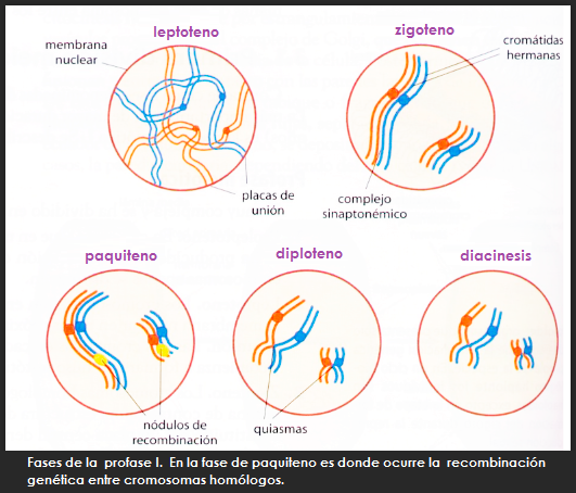 P-64 El evento más importante que ocurre durante la profase ... - Banco ...