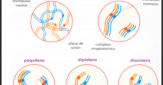 P-64 El evento más importante que ocurre durante la profase ... - Banco ...