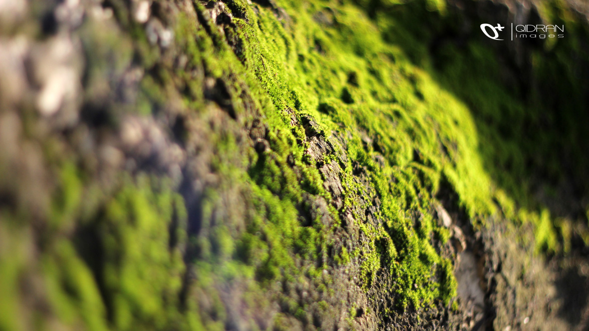 qidr.an ©: Borneo trip 2013 | Kuching pt VI : Giant Kekabu Tree