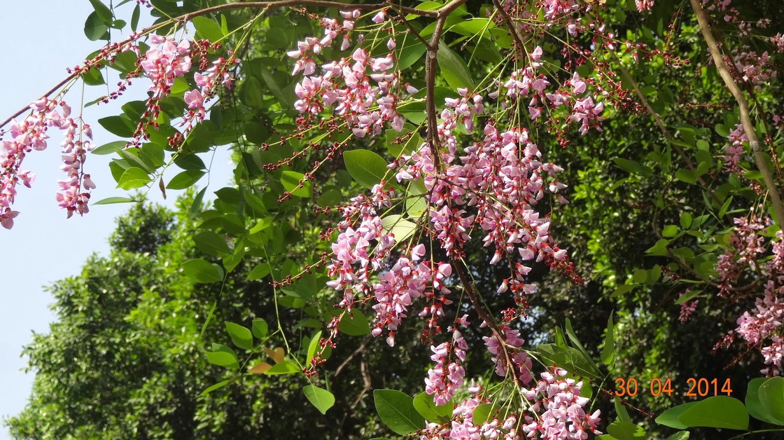 Plants of Lahore - Pakistan: Millettia- Villayti Shishum- Lilac profile