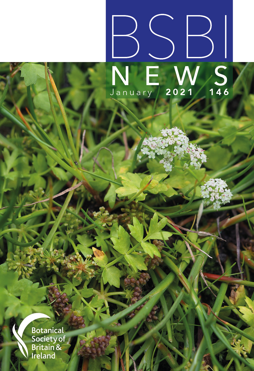 BSBI News & Views: BSBI News: January issue published
