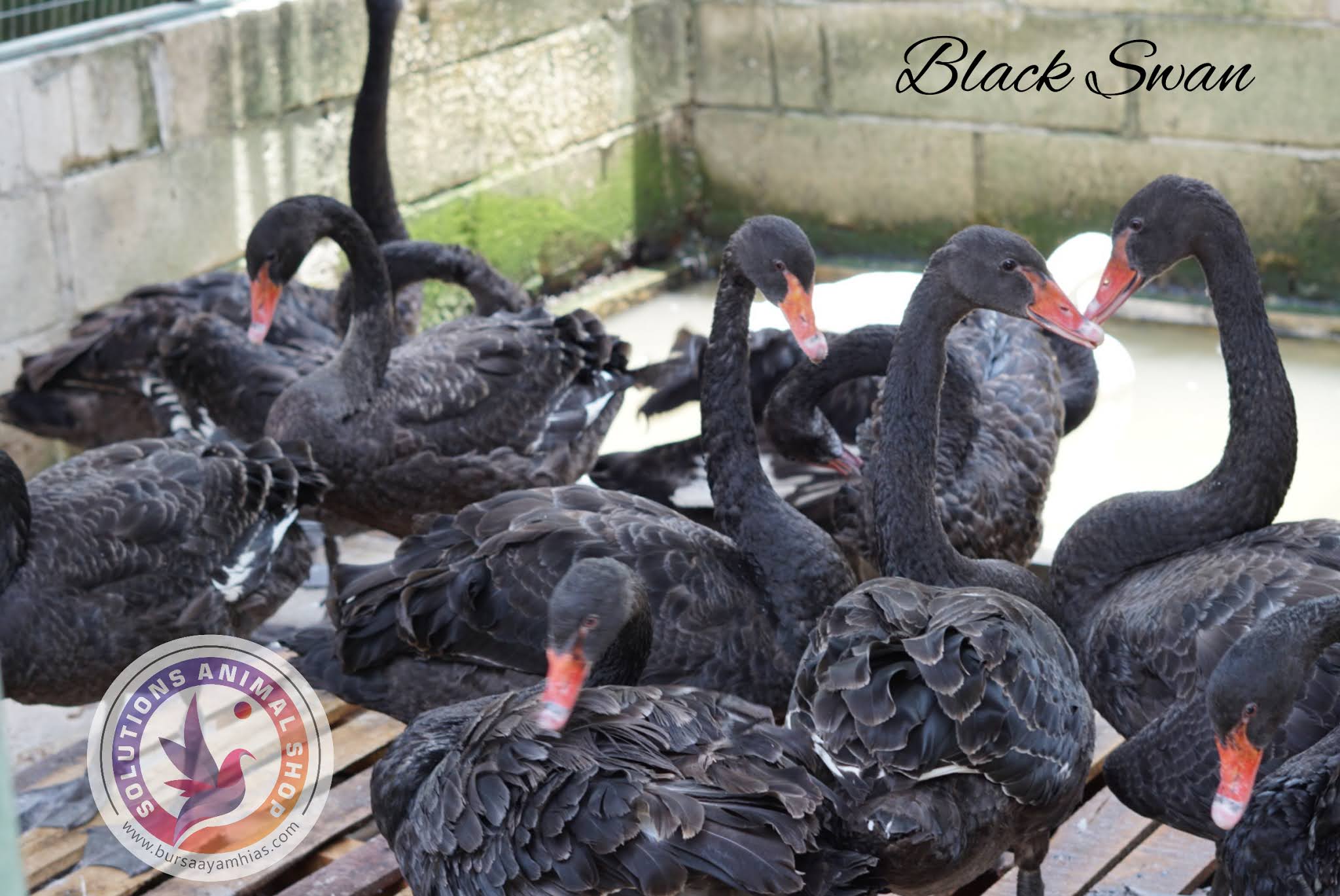 READY STOCK BLACK SWAN (ANGSA HITAM) DNA SEXING - Bursa Ayam Hias