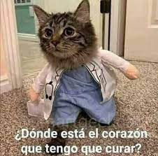 Michipedia: Tipos de michis