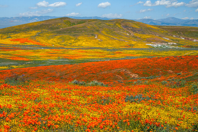 Breathtaking Photos Of California’s Super Bloom