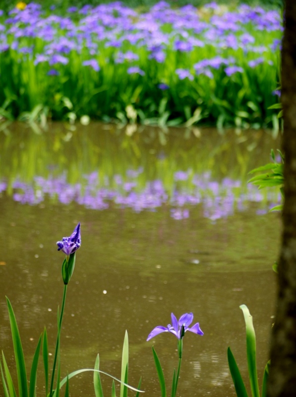 Stardust Talk : Memories of Grandmother and kakitsubata iris