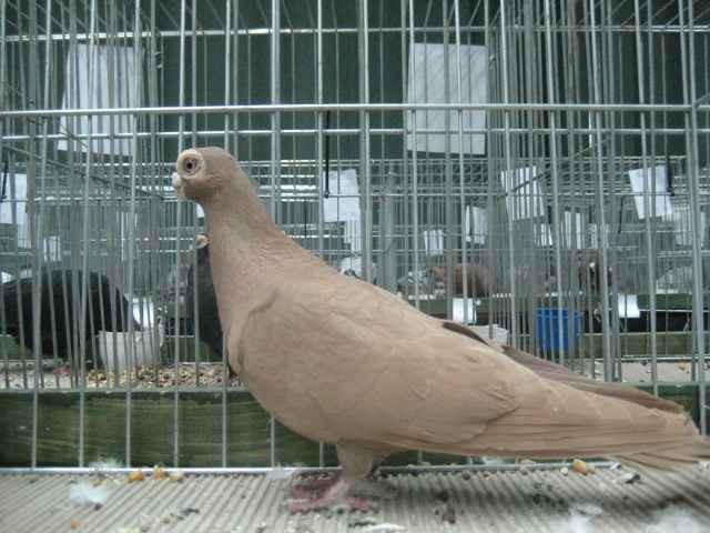 Polish Wattle Pigeon ( Brodawszak Polski ) - Pigeons fall