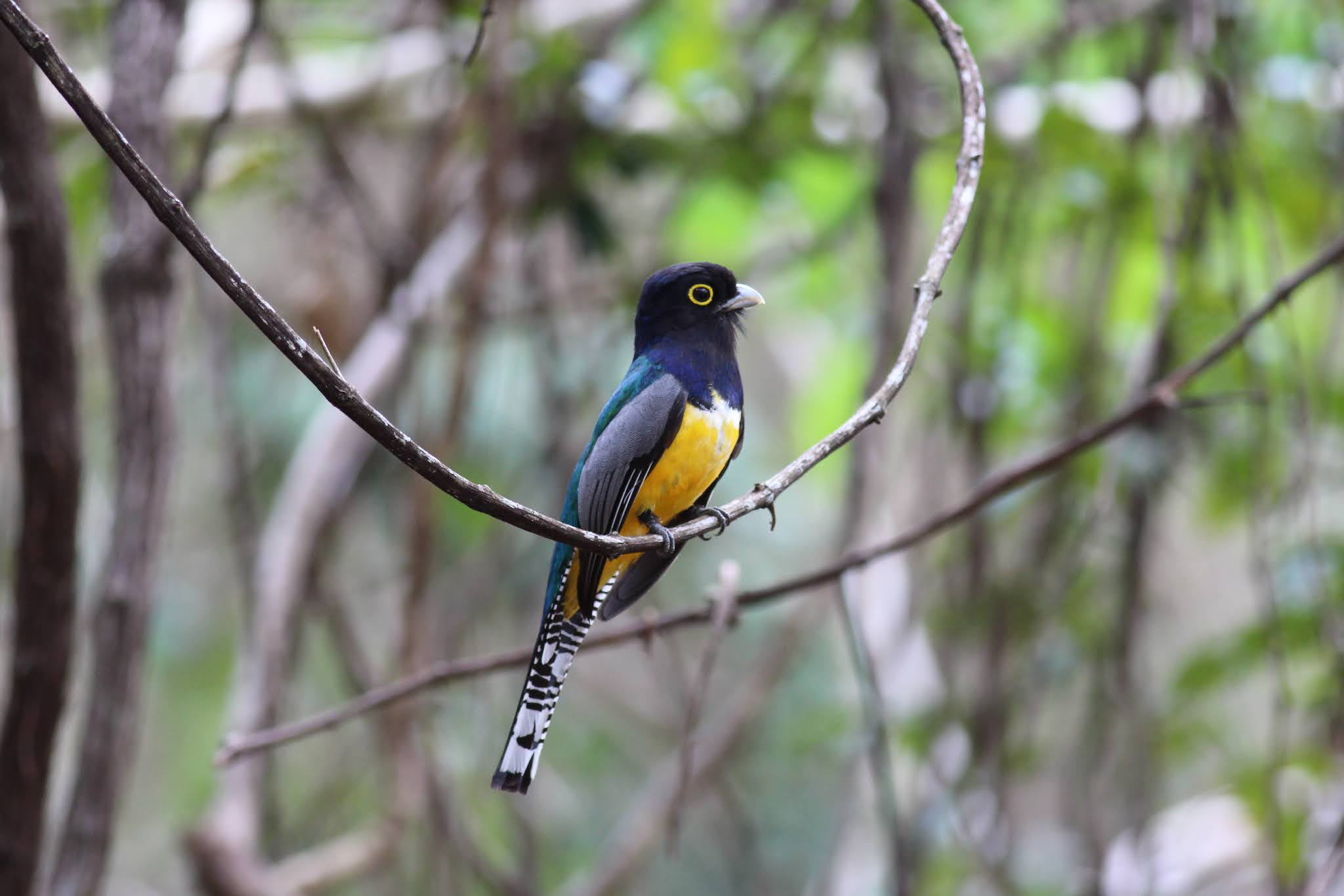 Photographicbirdlistomania: Gartered Trogon (Trogon caligatus) - 25Nov2016