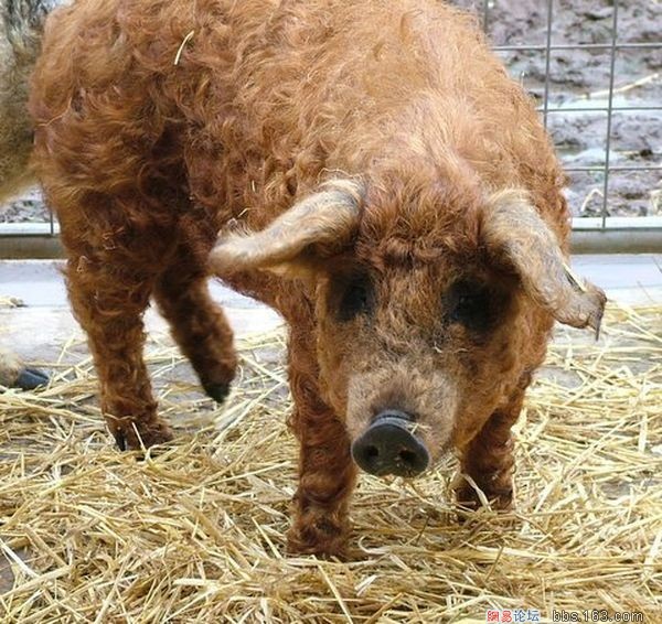 HIDUP SEORANG HAMBA :::..: Bari-Bari (Kacukan Babi + Biri-bri)