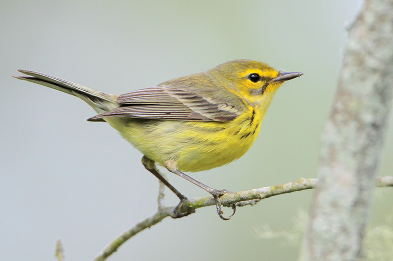 Beak of the Week - Prairie Warbler