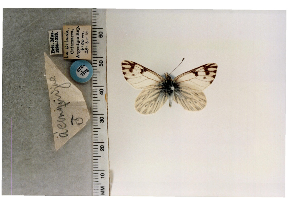 Argentina nativa: Mariposa andina (Phulia nymphula)