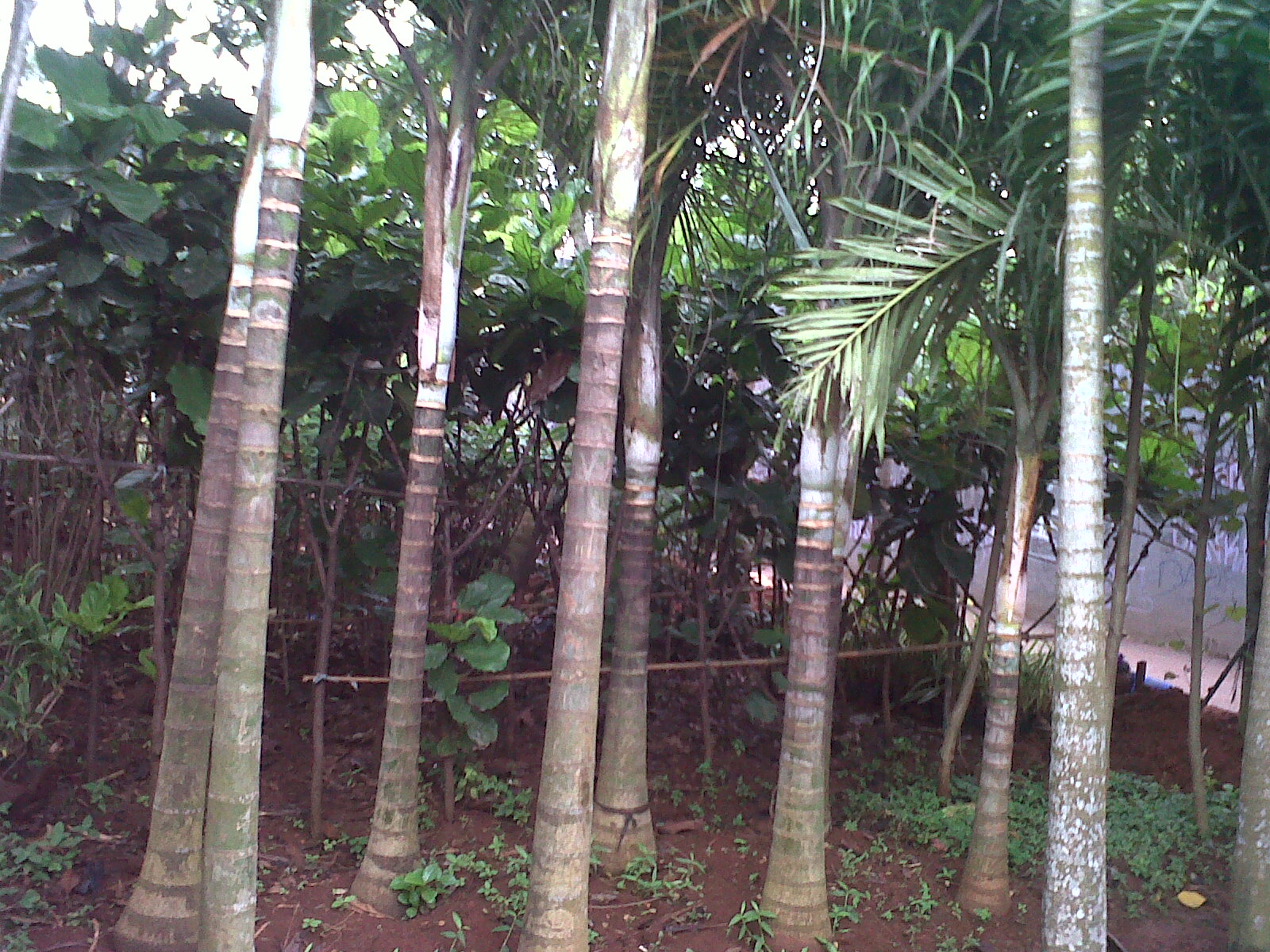 Tanaman Hias Dan Pohon Pelindung: POHON PALM EKOR TUPAI