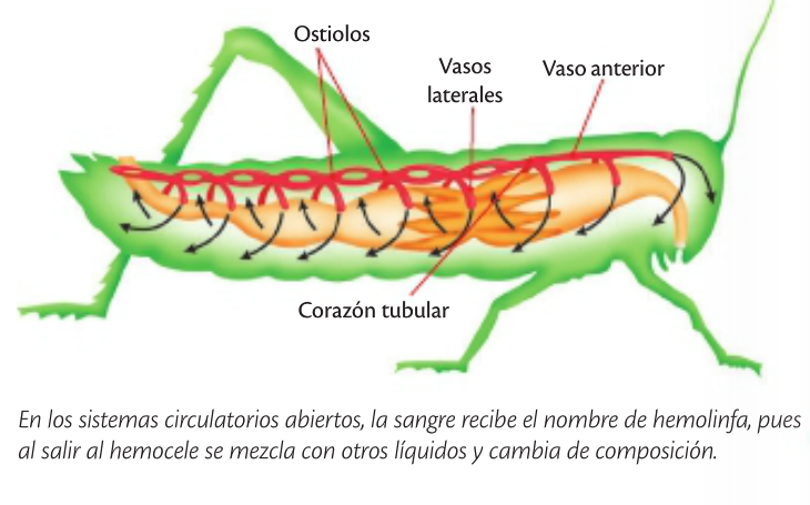 Ciencias Naturales 6º a 11º: CIRCULACIÓN EN ANIMALES