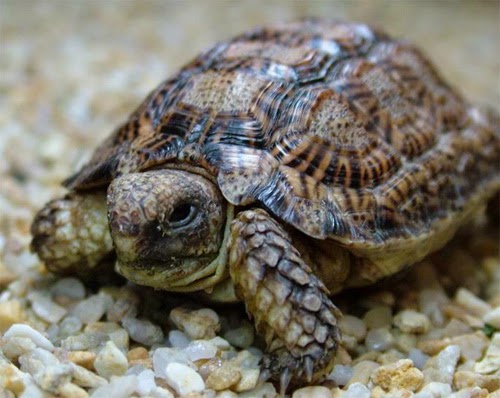 The Lavish Life of Henry: My Cousin: The Speckled Cape Tortoise