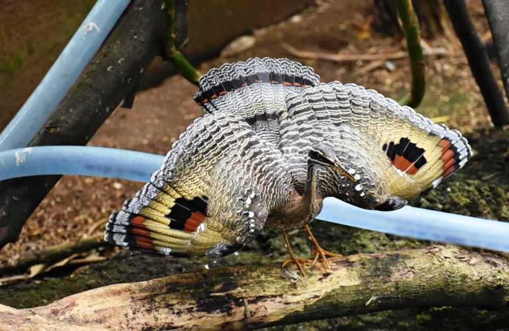 SUNBITTERN BIRD photos - wallpapers (ανανεωμένο) | the fun bank