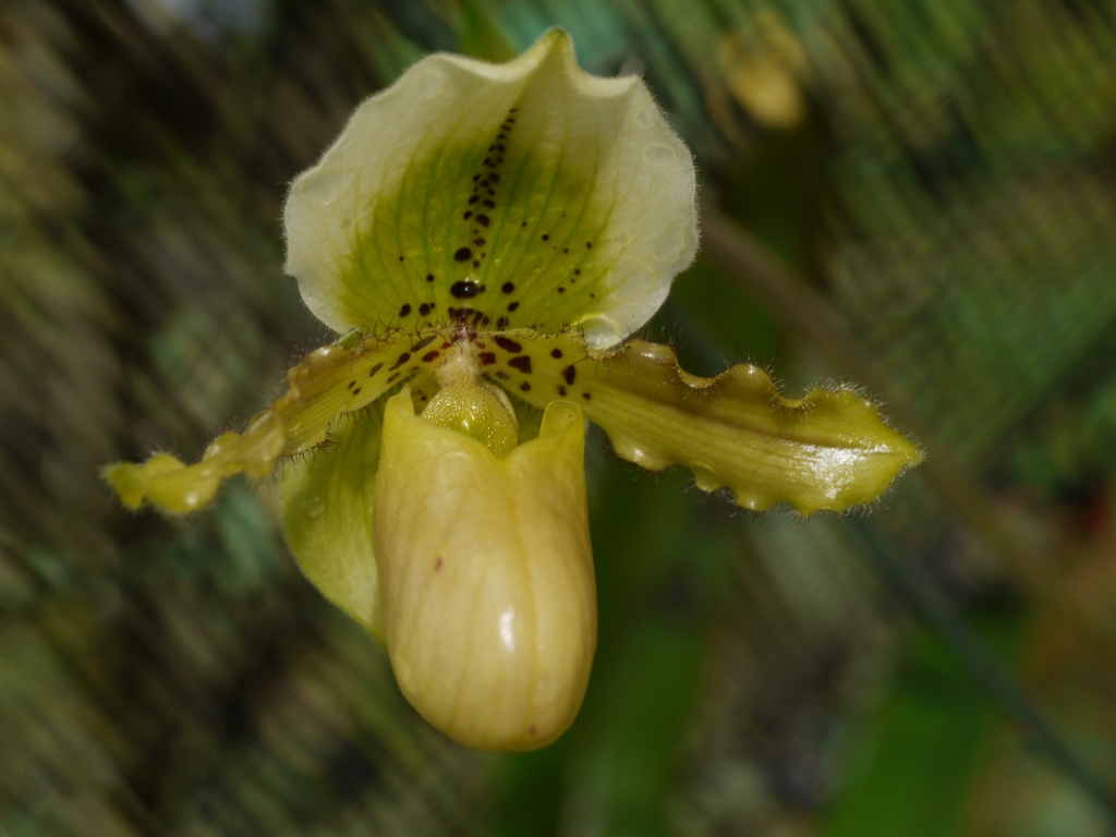 Joe's Paphs and Orchid Blog: Paphiopedilum exul X Pinocchio