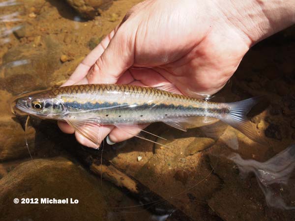 The rainforests of Borneo & Southeast Asia: Fishes of Upper Segama ...