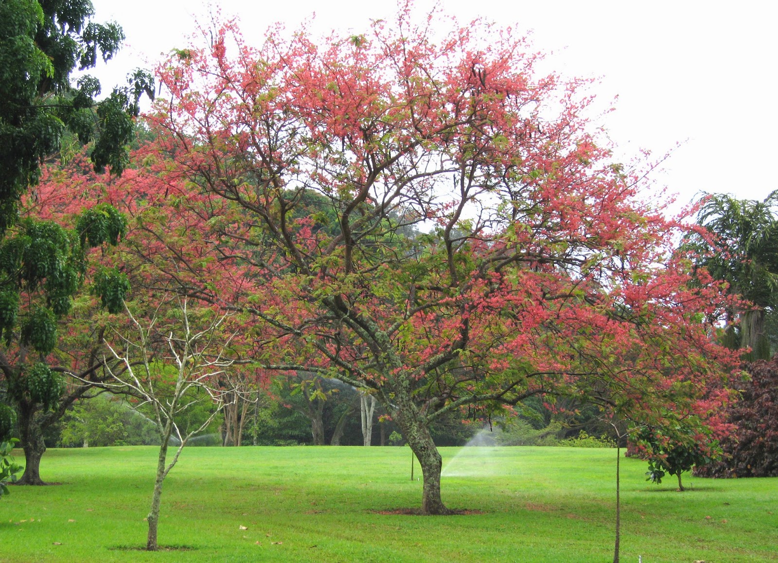 Cassia Grandis - Acassia Rosa Acacia - Sementes Para Mudas - R$ 12,99 ...