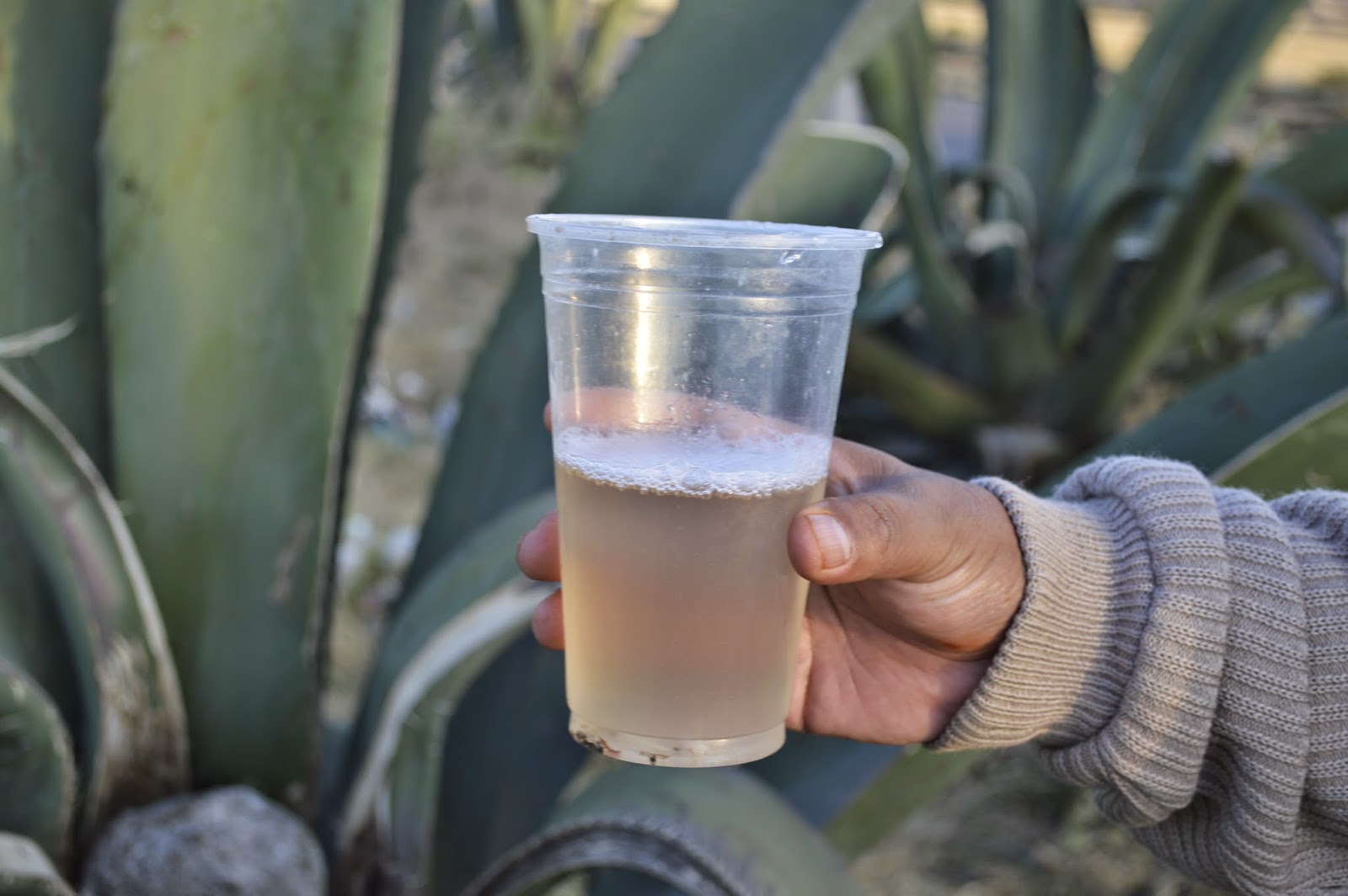 El Pulque: legado ancestral : Coatepec "Pulque bebida tradicional"
