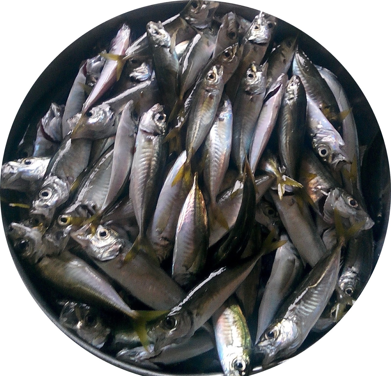 Hiçlikte Bir An: Tirilye-Trilye-Trilya-Zeytinbağı