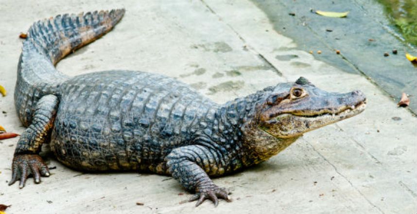 CAIMAN, GUAZALE Y CHAVARRI, MERECEN LO MEJOR