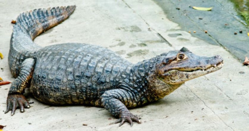 CAIMAN, GUAZALE Y CHAVARRI, MERECEN LO MEJOR