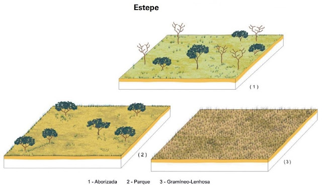 Onde as Plantas Crescem - Organossolos