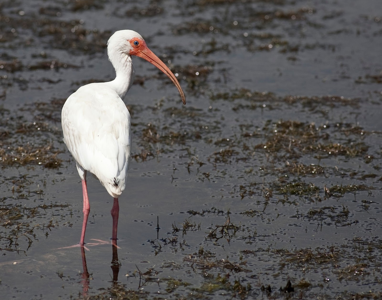 Birding Is Fun!: Behind Blue Eyes