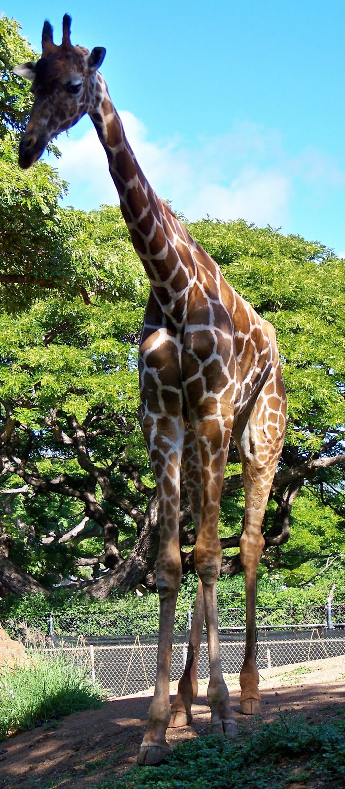 The Paranormal Corner: Unicorns, Camelopardalis and other Cryptids