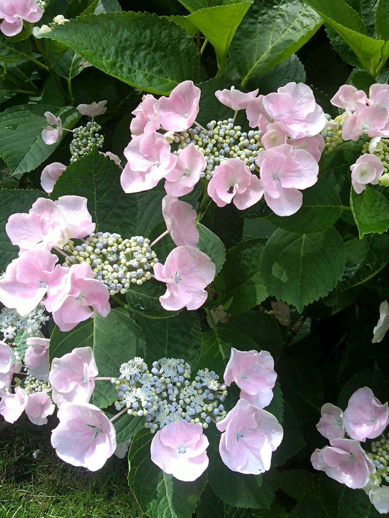 hello there! house: Garden Seeds on the Road // Hydrangea