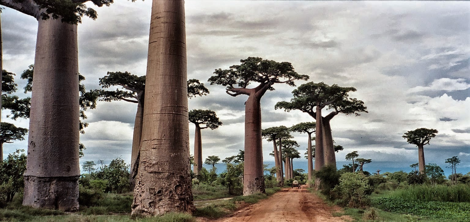 Fieggentrio: Bijzondere en bekende bomen