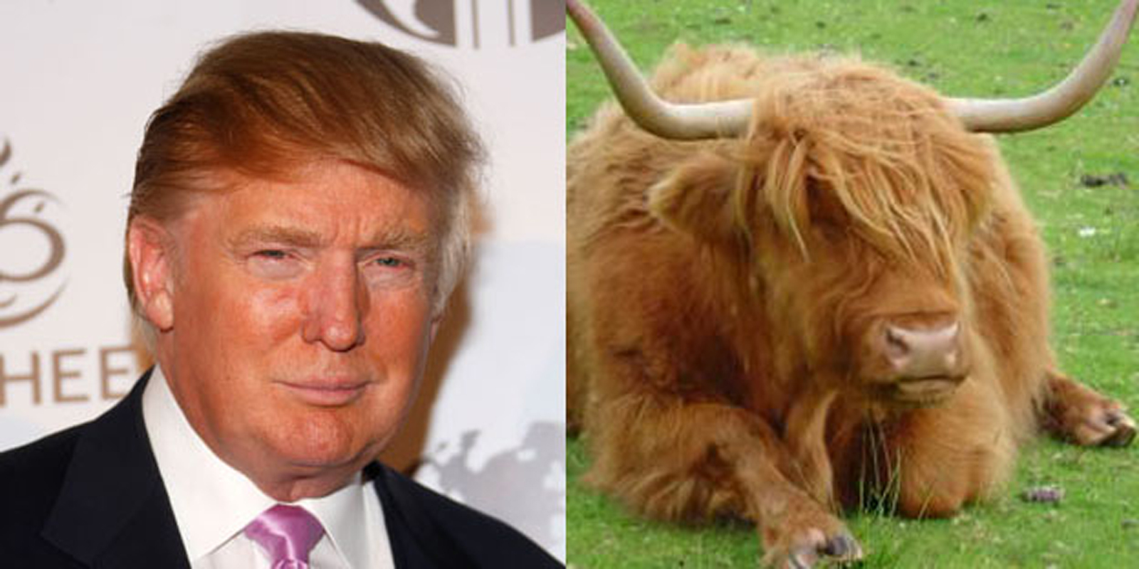 Confessions of a Canine Couch Potato: Trump your cow!