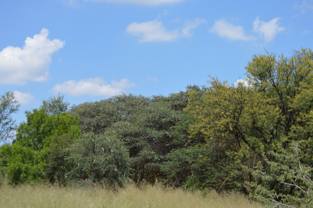 Kameel Huise Tussen Spore : Kameel Stoepstorie: Kameeldoringbome