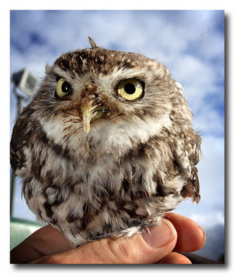 Welshphotoguy: SMALLEST owl in the UK
